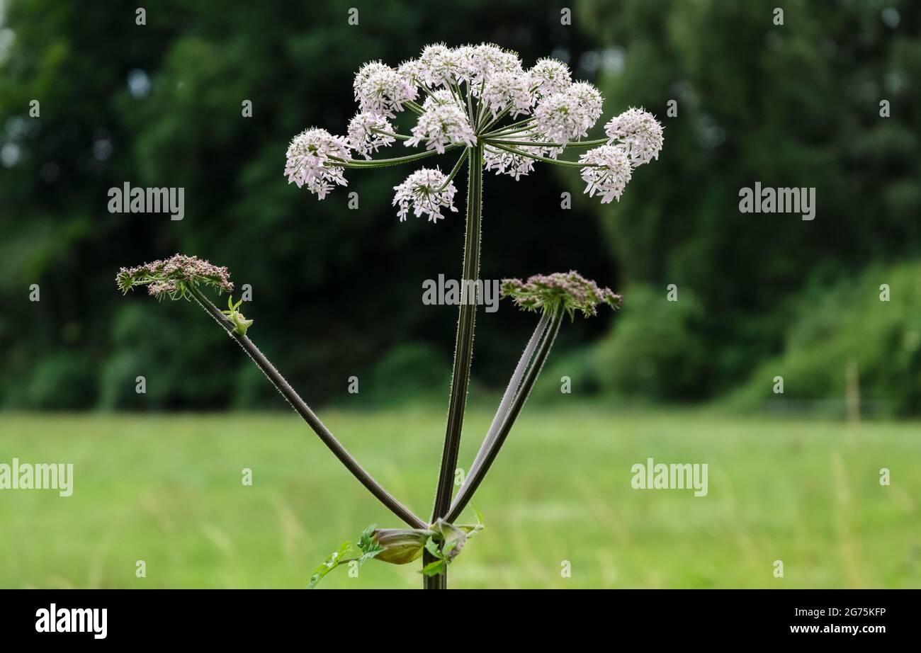 Hogweed, Heracleum mantegazzianum, Apiaceae, known as cartwheel-flower ...