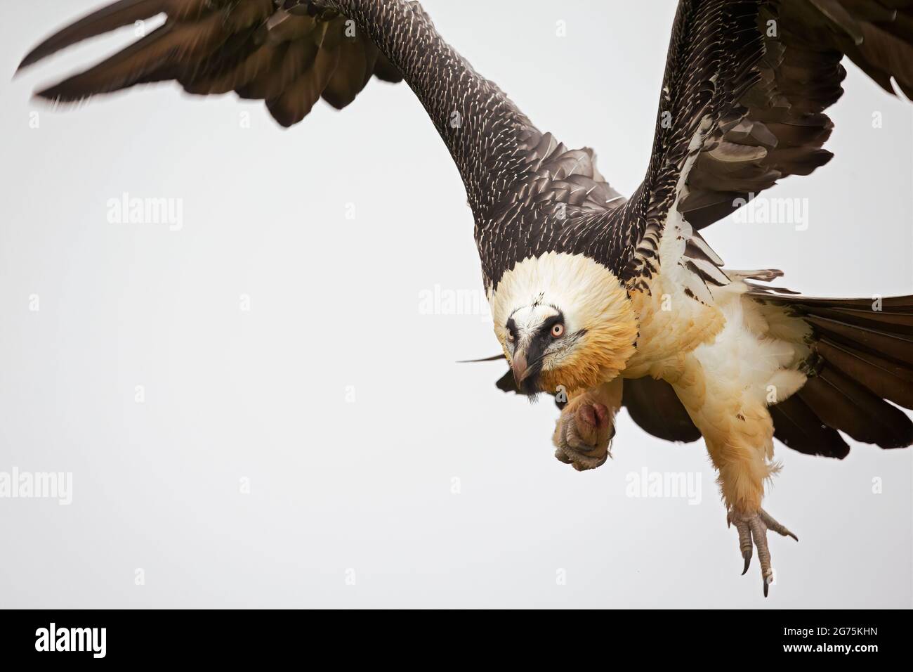 Bearded vulture flying hi-res stock photography and images - Alamy