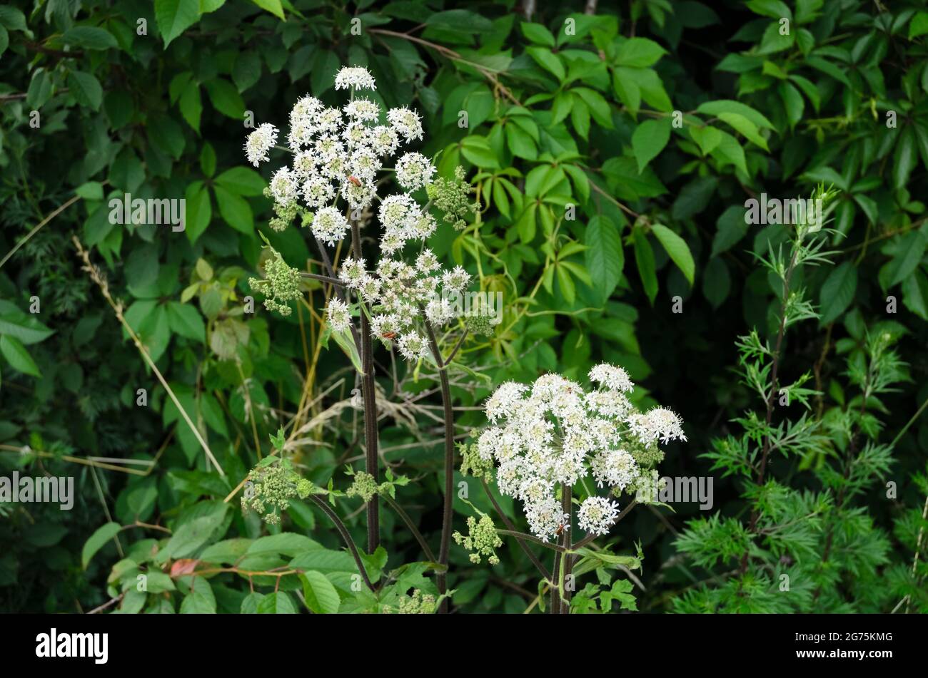 Hogweed, Heracleum mantegazzianum, Apiaceae, known as cartwheel-flower ...