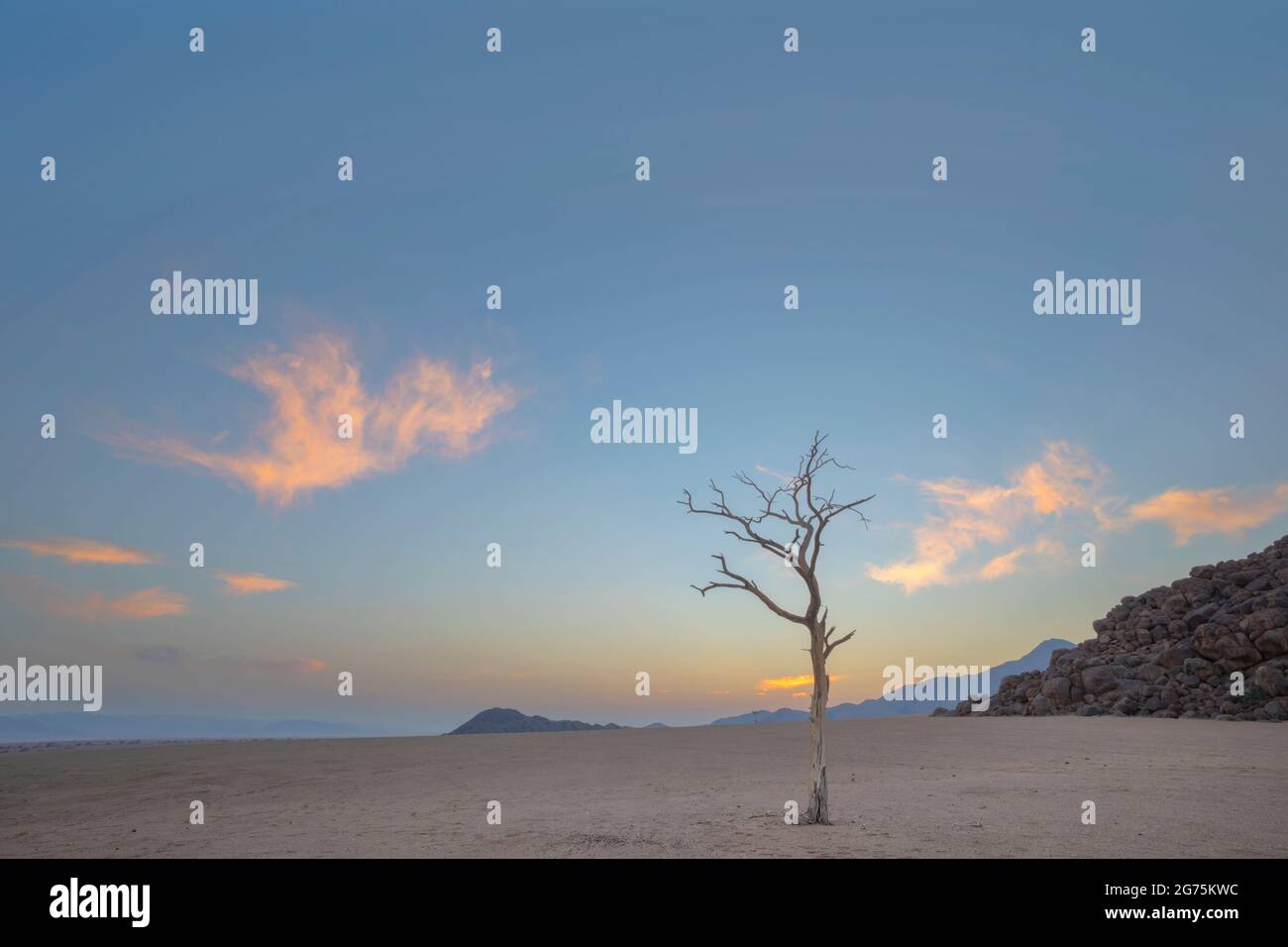 Dead acacia tree in arid desert Stock Photo - Alamy