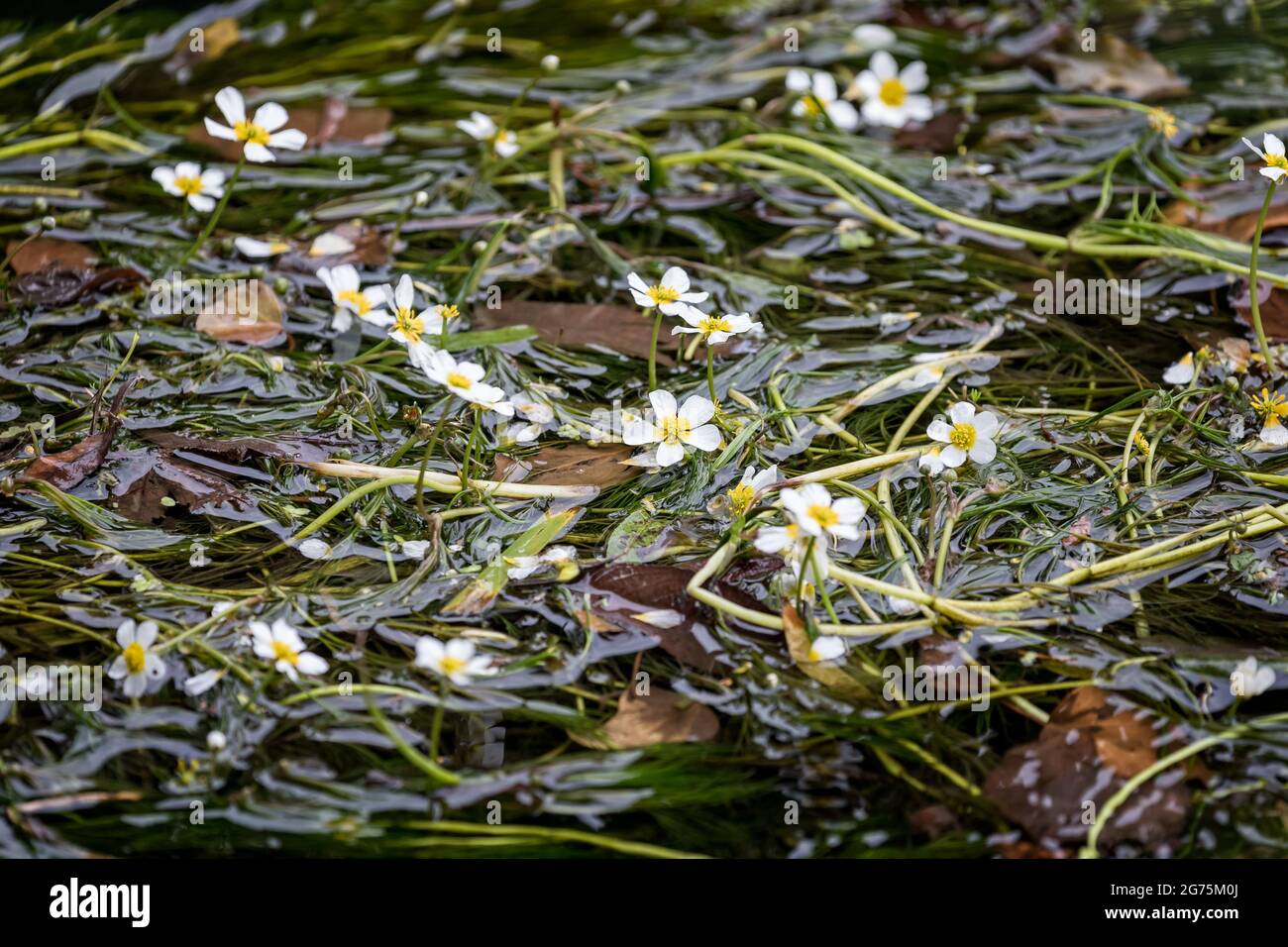 Close up of mass of white and yellow water crowfoot flowers floating on ...