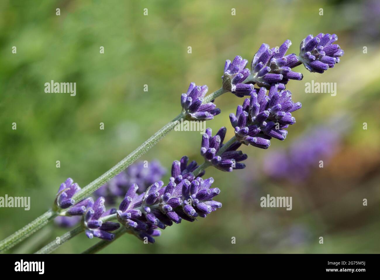 Lavender oils hi-res stock photography and images - Alamy