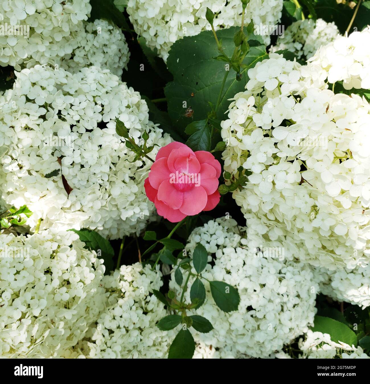 Plant hydrangeas hi-res stock photography and images - Alamy