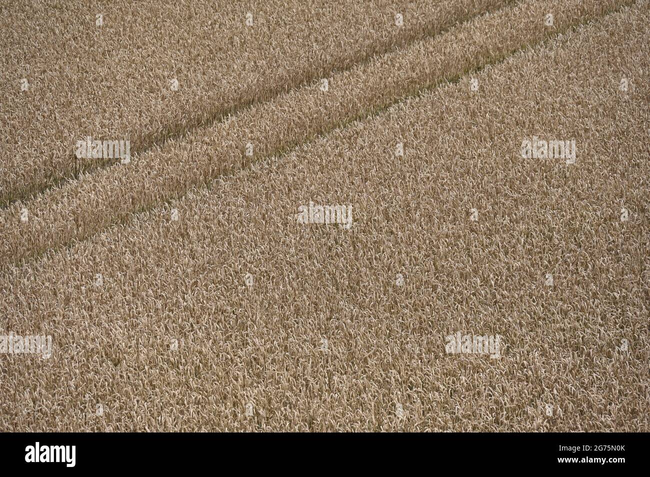 Parallel lines field hi-res stock photography and images - Alamy