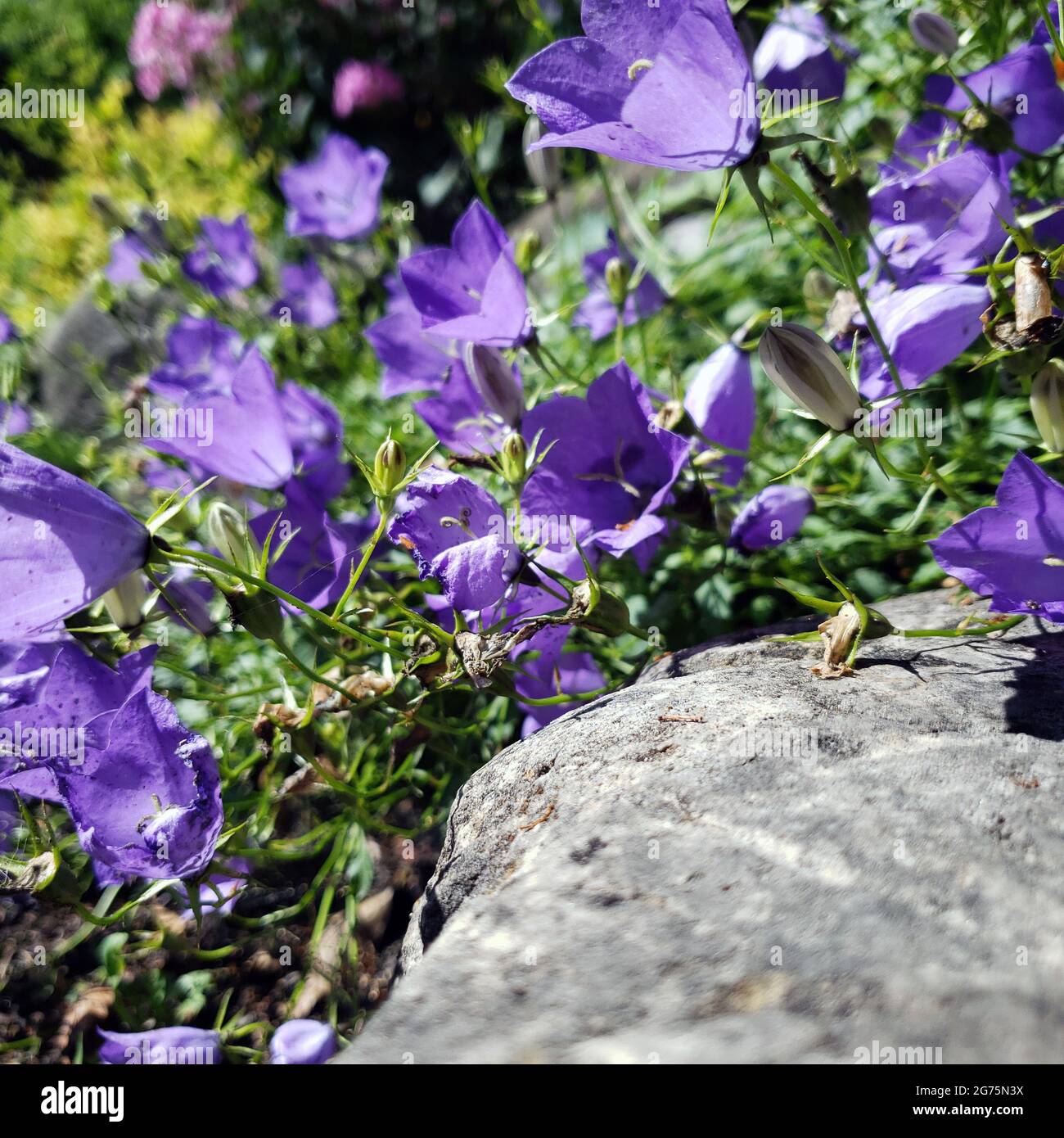 Tussock flower hi-res stock photography and images - Alamy