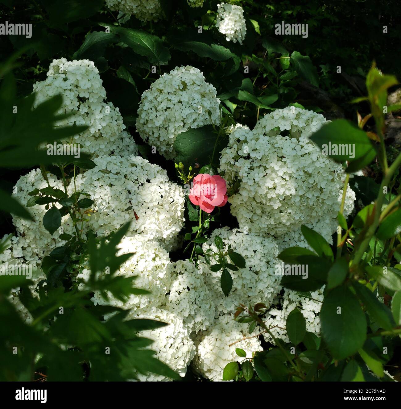 Rose and hydrangea hi-res stock photography and images - Alamy