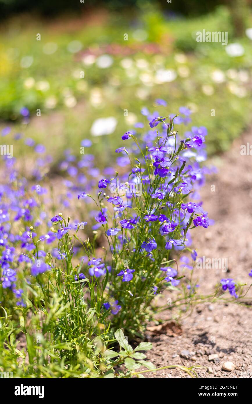A vertical closeup of Garden lobelia flowers. Selected focus Stock ...