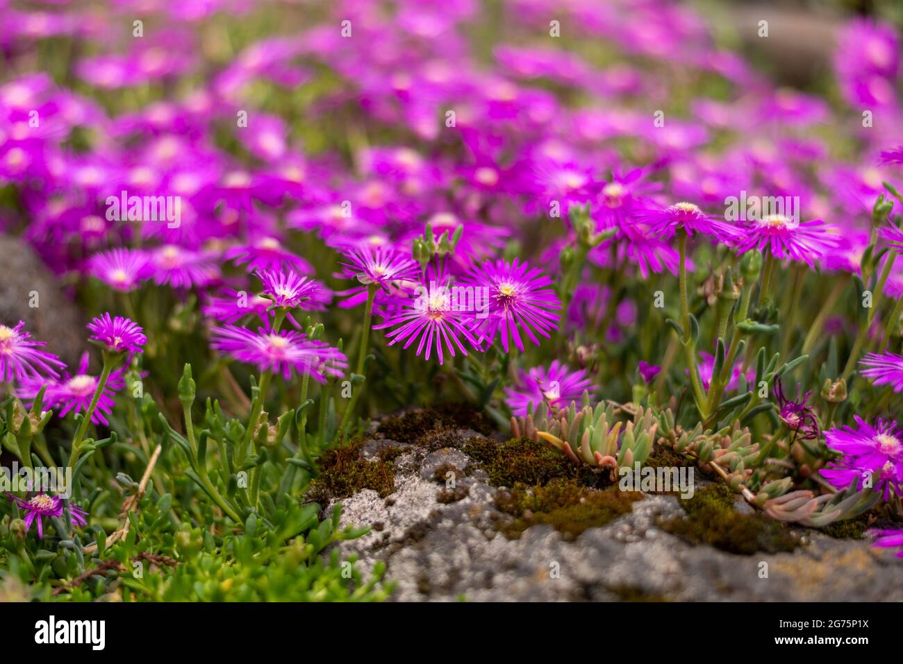 A closeup of the hardy iceplant, Delosperma cooperi. Selected focus ...