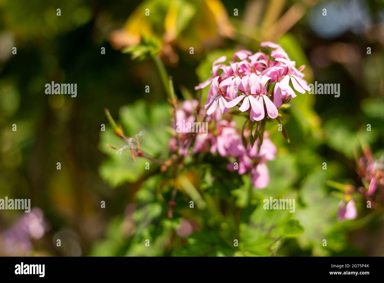 A closeup of Saponaria officinalis also known as bouncing-bet flowers ...
