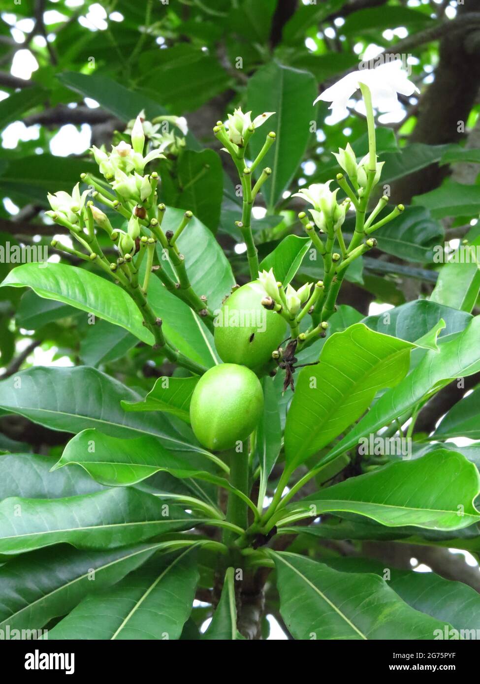 Shea flower hi-res stock photography and images - Alamy