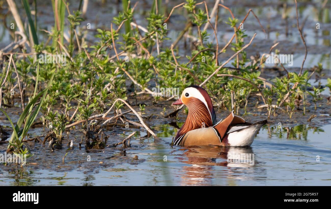 A beautiful male mandarin duck in colorful spring plumage Stock Photo ...