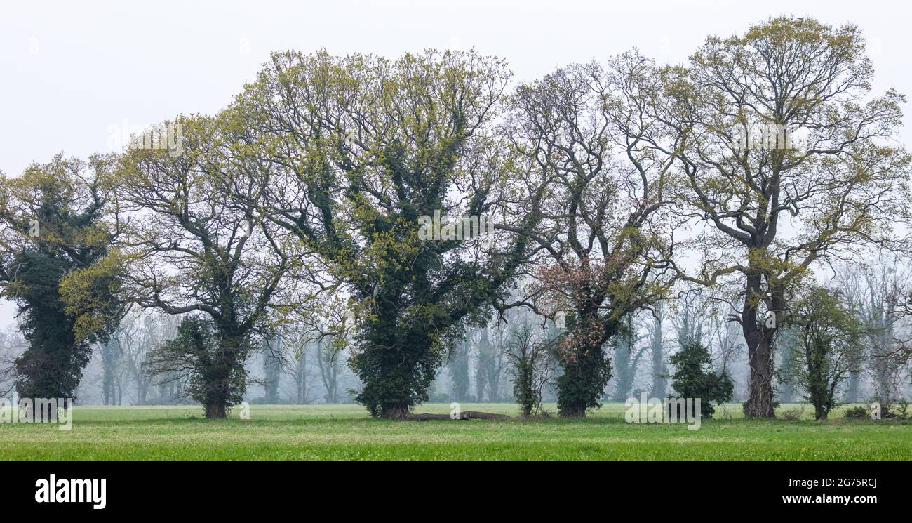 A small group of trees on a misty morning Stock Photo - Alamy