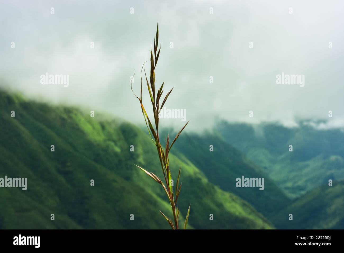 Alone plant in a mountain with beautiful hillside green background ...