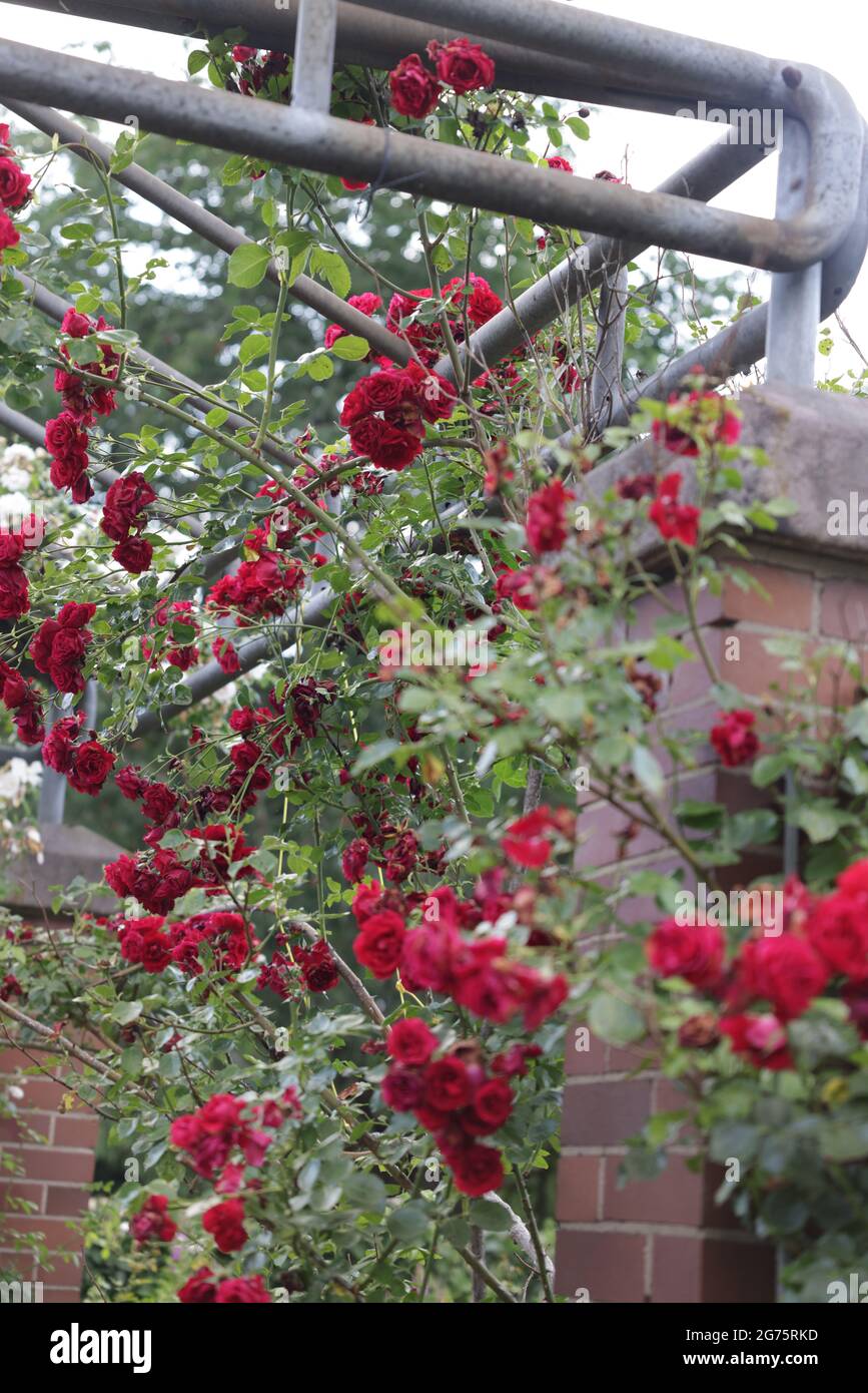 A rotated closeup of a bush with red roses. Selected focus Stock Photo ...