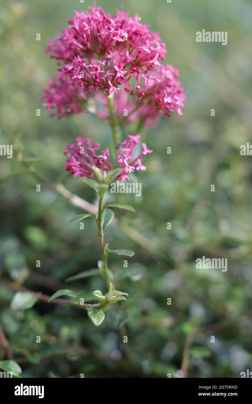 Centranthus rubber hi-res stock photography and images - Alamy