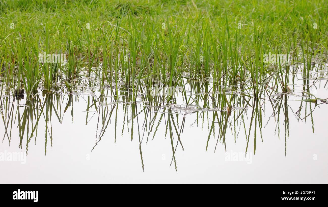 Reeds growing edge water hi-res stock photography and images - Alamy