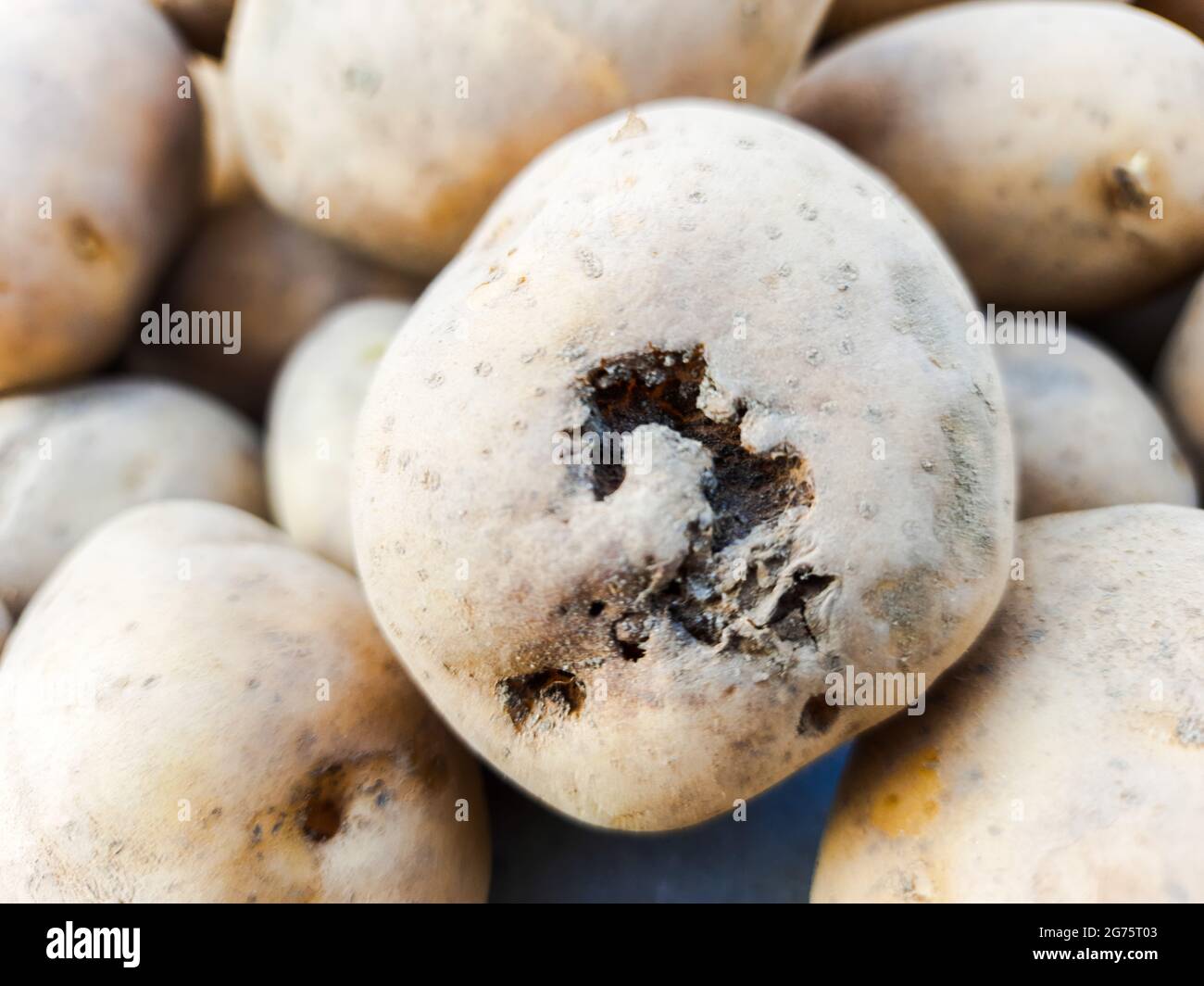 A shallow focus of a potato tuber with common scab diseases in potatoes ...