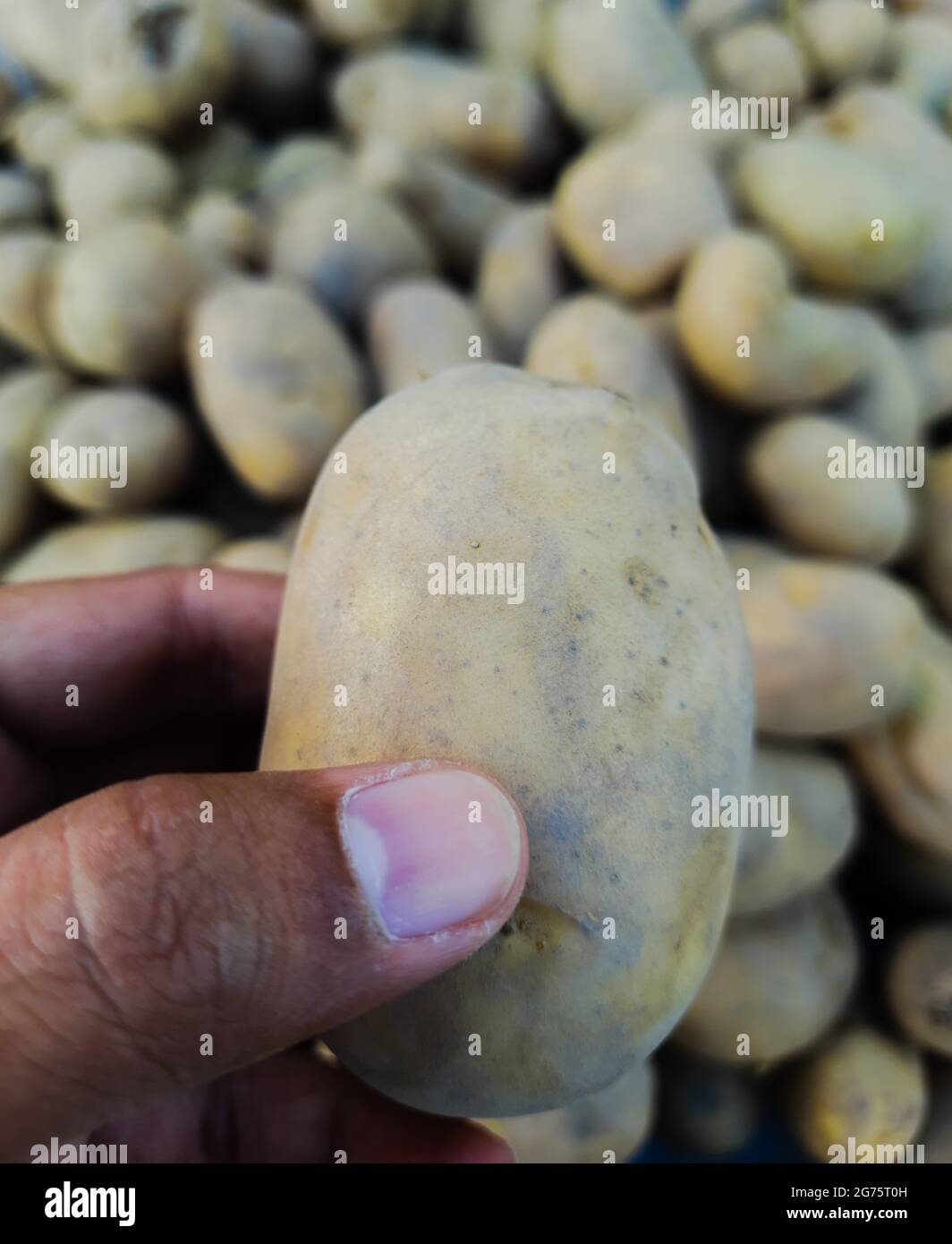 A shallow focus of human hand holding tuber of potato in market for ...