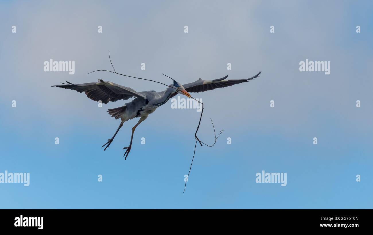 A single grey Heron in flight carrying a stick to its nest Stock Photo ...