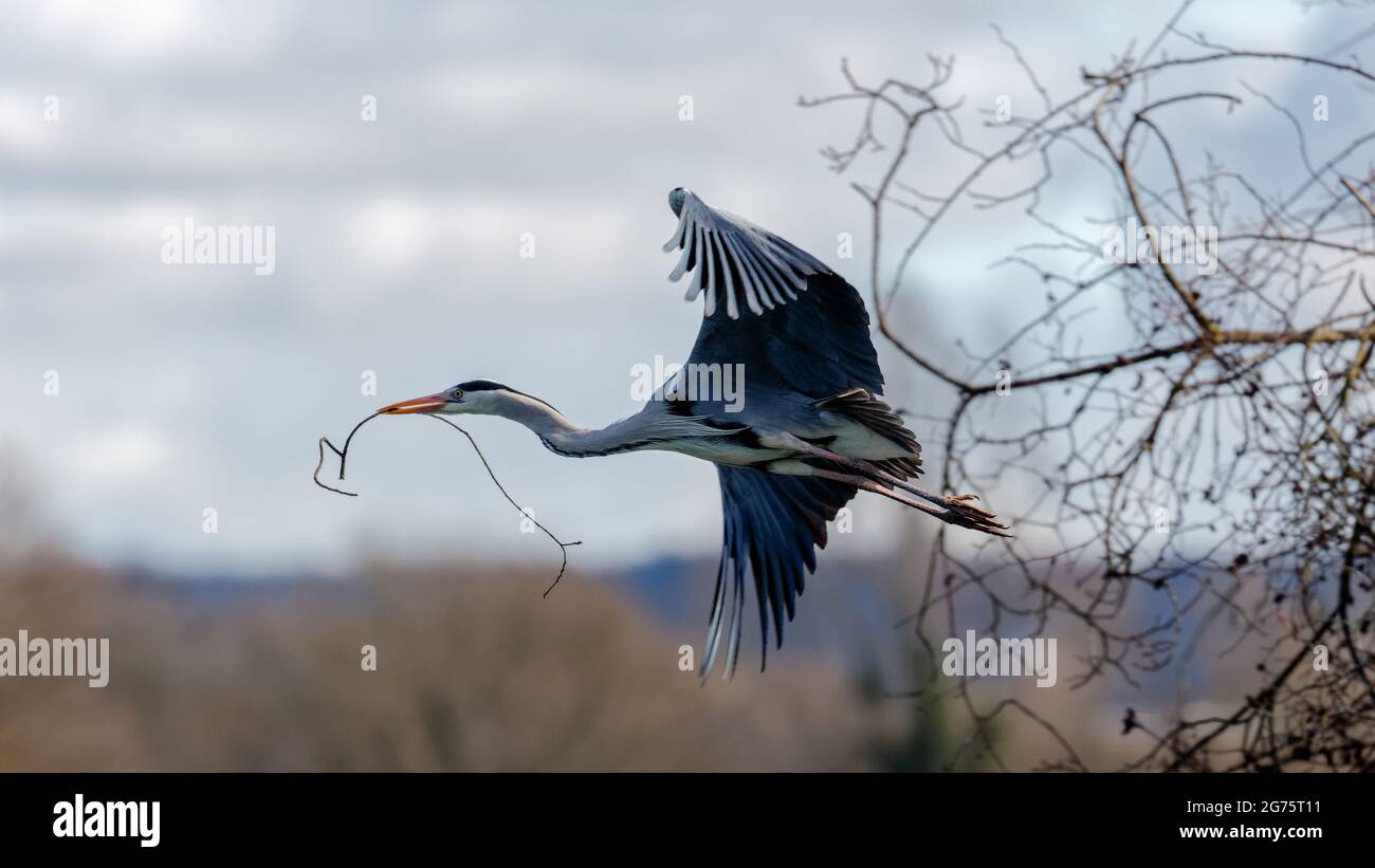 A single grey Heron in flight carrying a stick to its nest Stock Photo ...