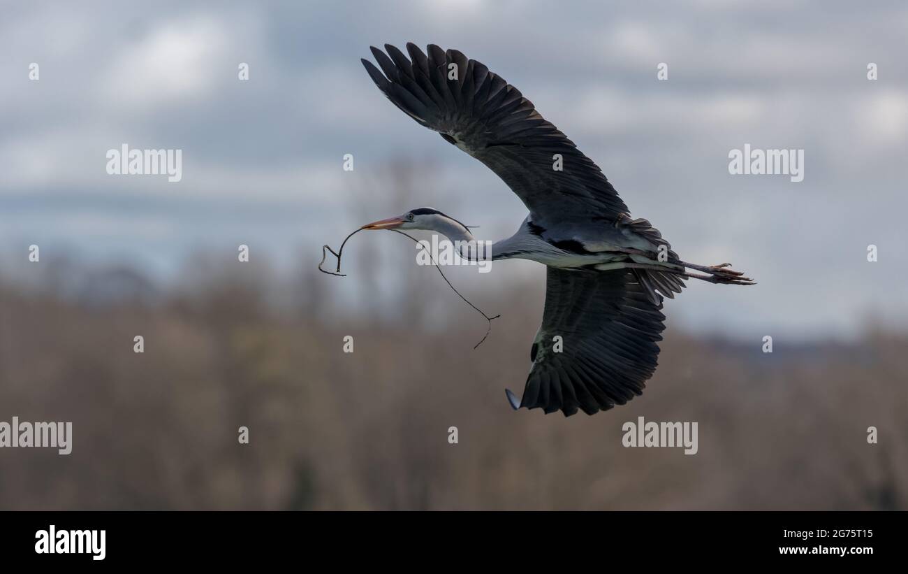 A single grey Heron in flight carrying a stick to its nest Stock Photo ...