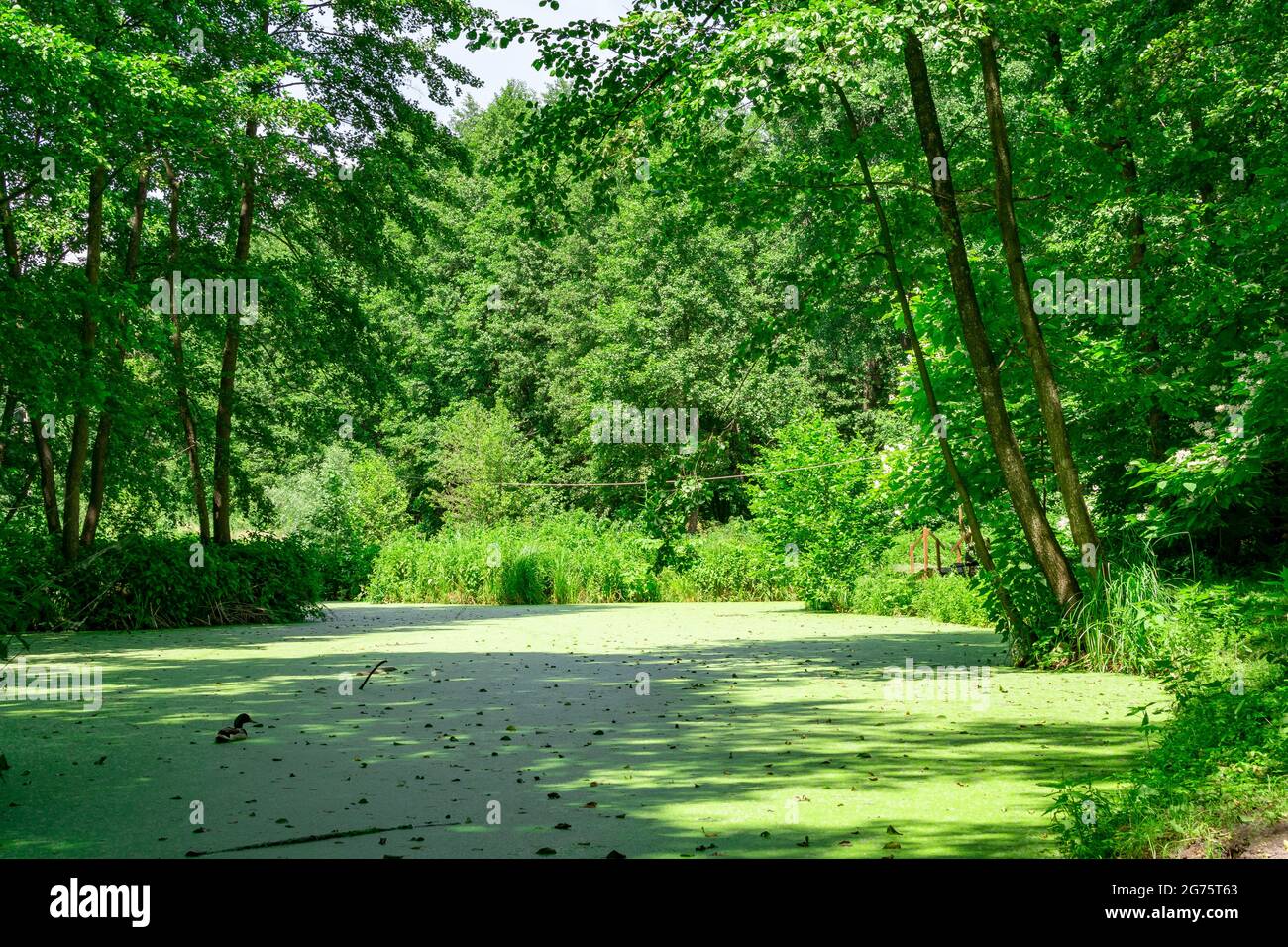 Green swamp hi-res stock photography and images - Alamy