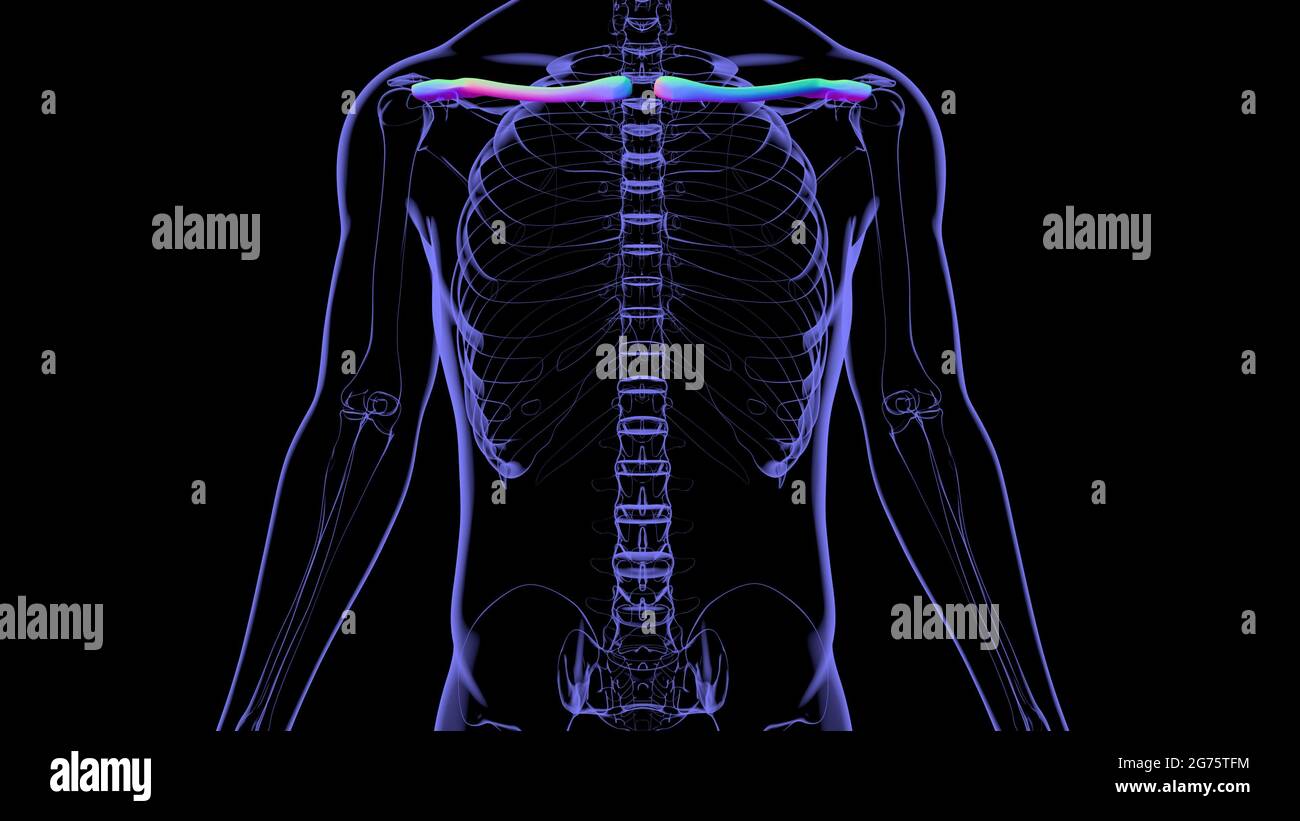 Human skeleton anatomy Clavicle Bones 3D Rendering For Medical Concept ...