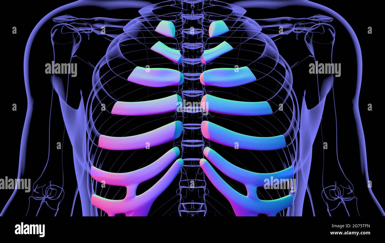 Human skeleton anatomy Costal Cartilage 3D Rendering For Medical ...