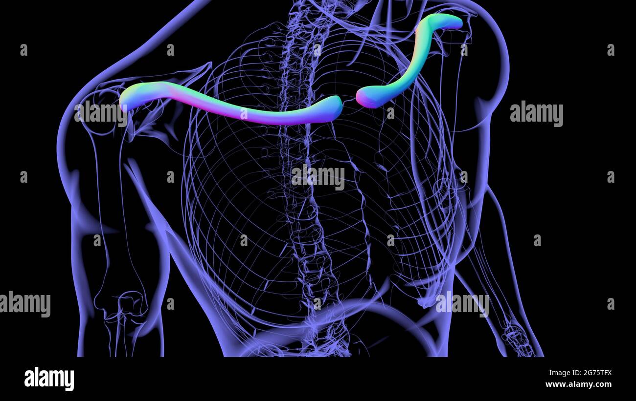 Human skeleton anatomy Clavicle Bones 3D Rendering For Medical Concept ...