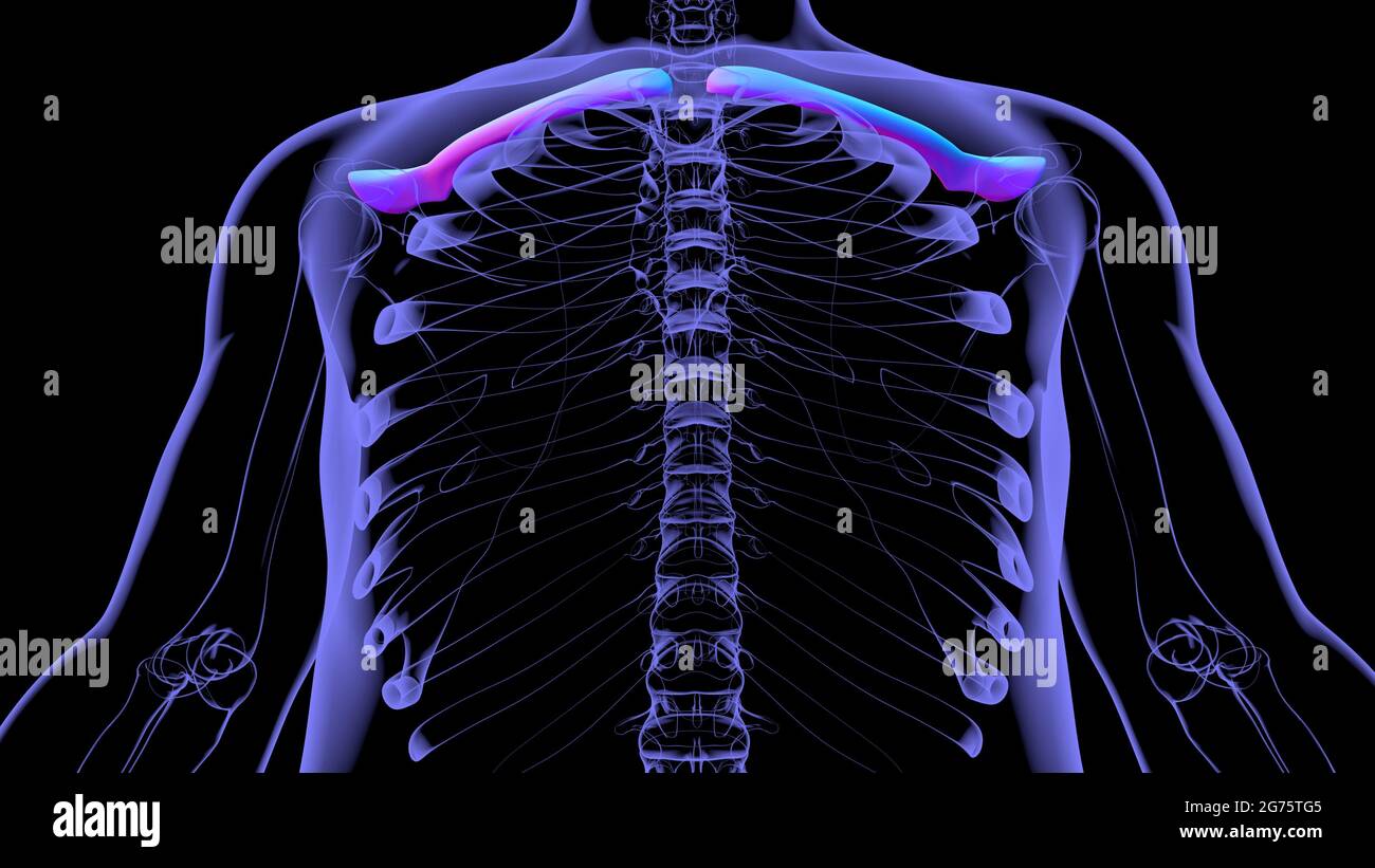 Human skeleton anatomy Clavicle Bones 3D Rendering For Medical Concept ...