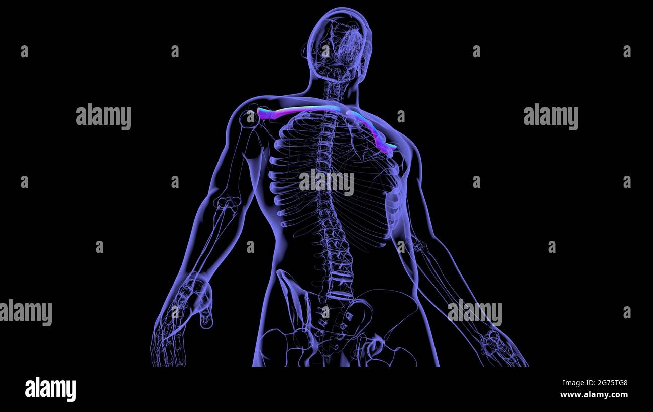 Human skeleton anatomy Clavicle Bones 3D Rendering For Medical Concept ...