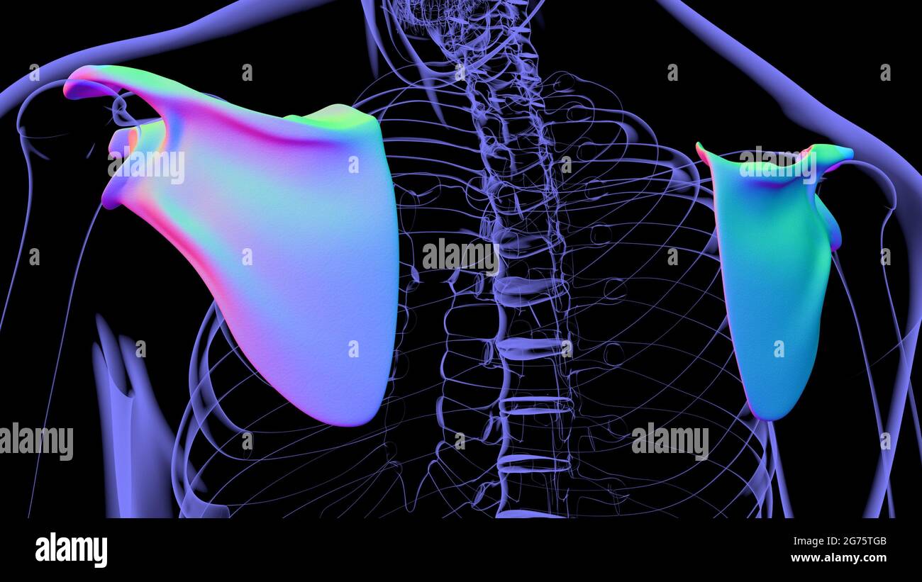 Human skeleton anatomy Scapula Bone 3D Rendering For Medical Concept ...
