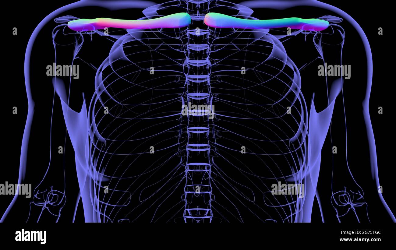 Human skeleton anatomy Clavicle Bones 3D Rendering For Medical Concept ...