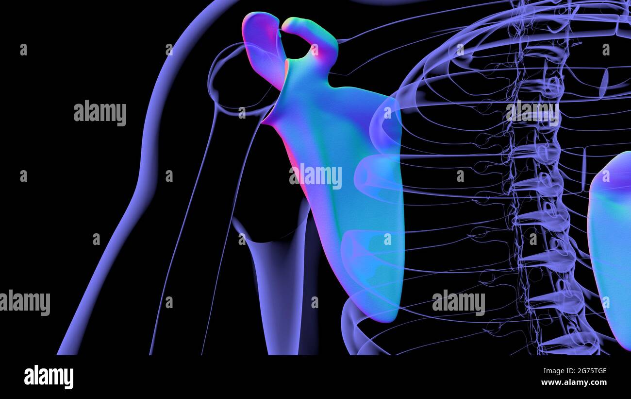 Human skeleton anatomy Scapula Bone 3D Rendering For Medical Concept ...