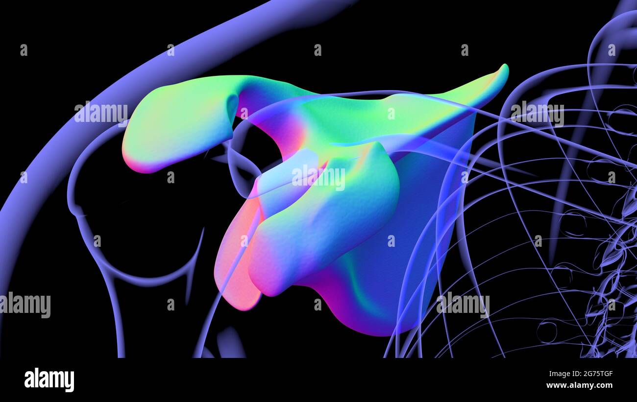 Human skeleton anatomy Scapula Bone 3D Rendering For Medical Concept ...