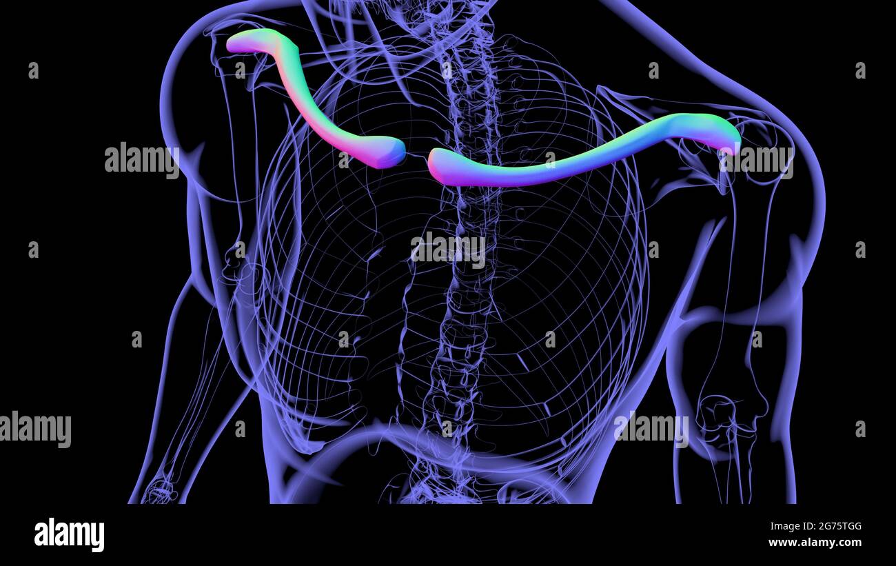 Human skeleton anatomy Clavicle Bones 3D Rendering For Medical Concept ...