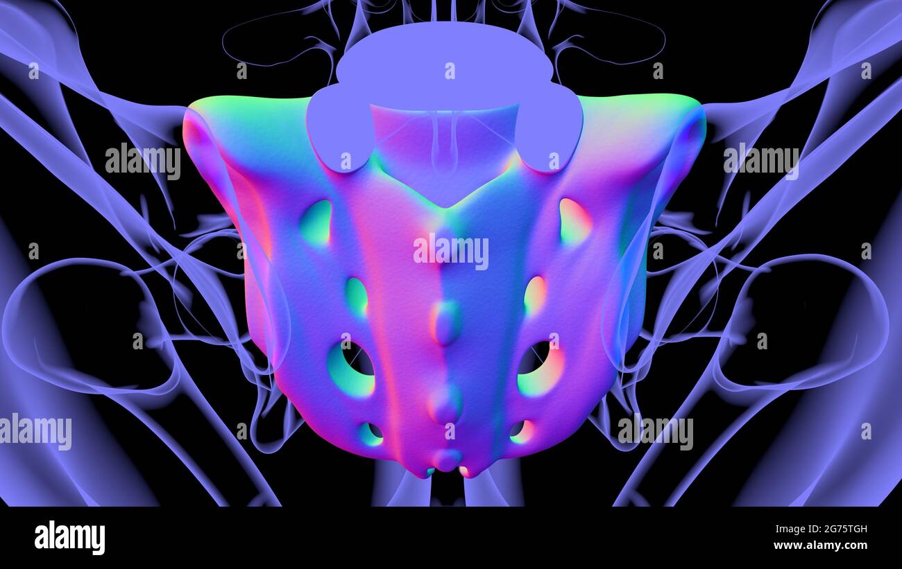 Human skeleton anatomy Sacral Bone 3D Rendering For Medical Concept ...