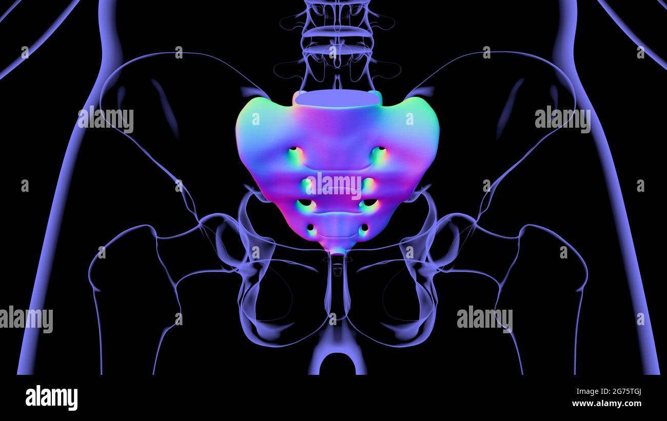 Human skeleton anatomy Sacral Bone 3D Rendering For Medical Concept ...