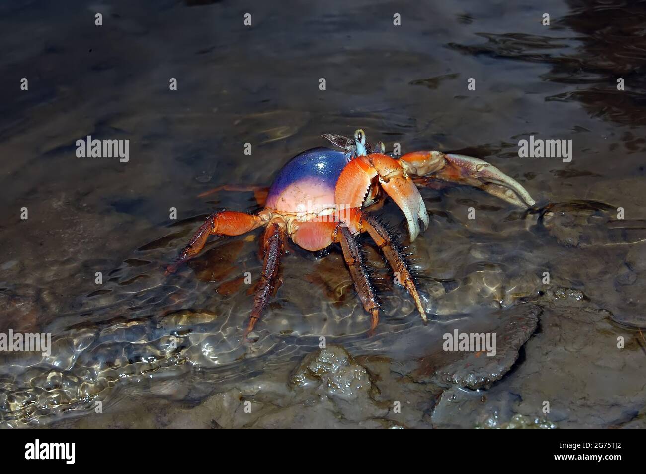 The Adorable Stone Crab Stock Photo - Alamy