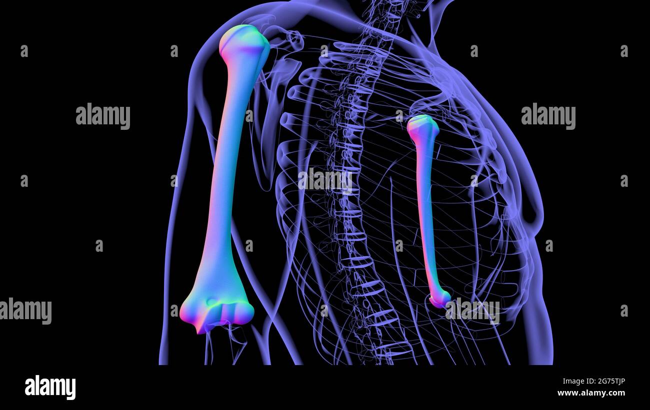 Human skeleton anatomy Humerus Bone 3D Rendering For Medical Concept ...