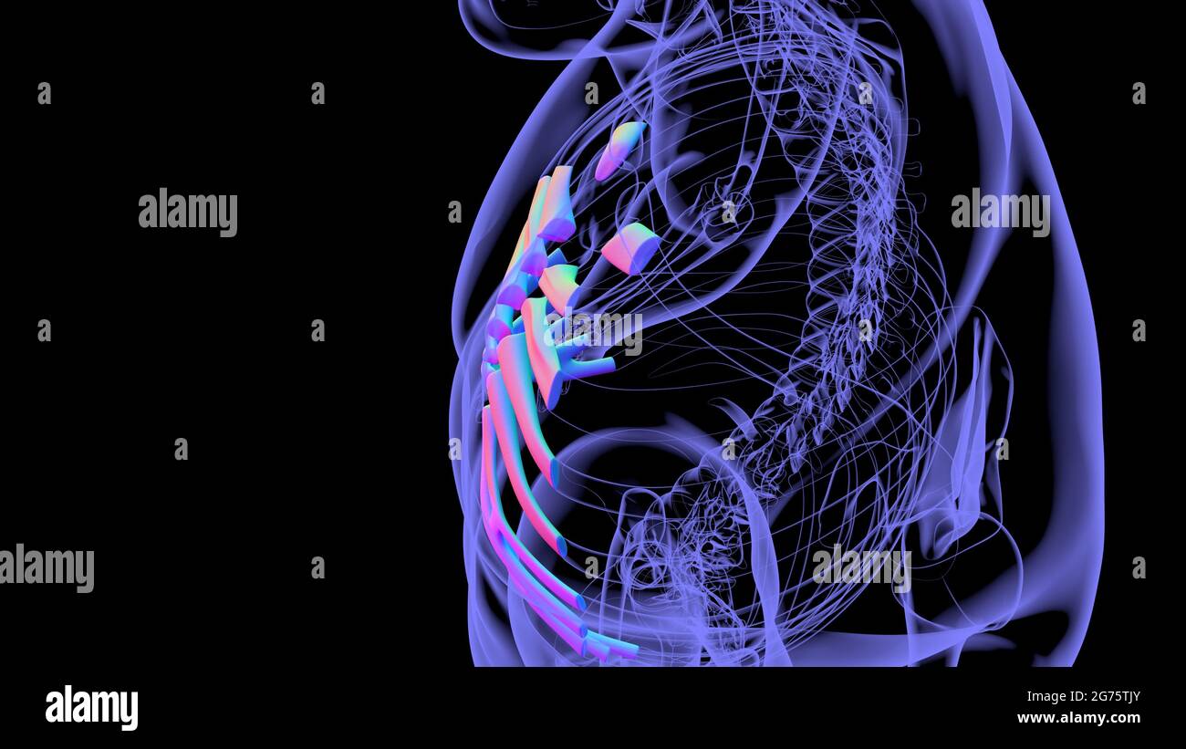 Human skeleton anatomy Costal Cartilage 3D Rendering For Medical ...