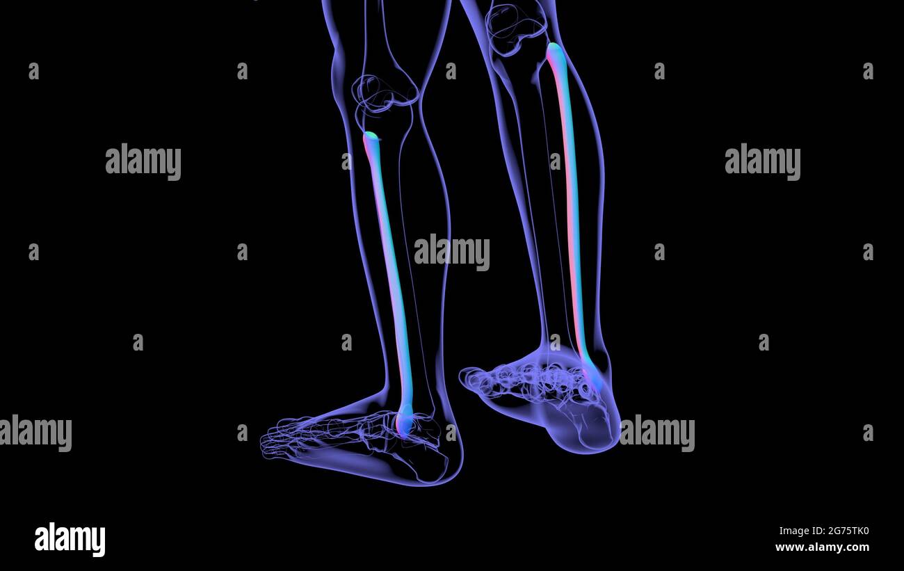 Neck of fibula hi-res stock photography and images - Alamy