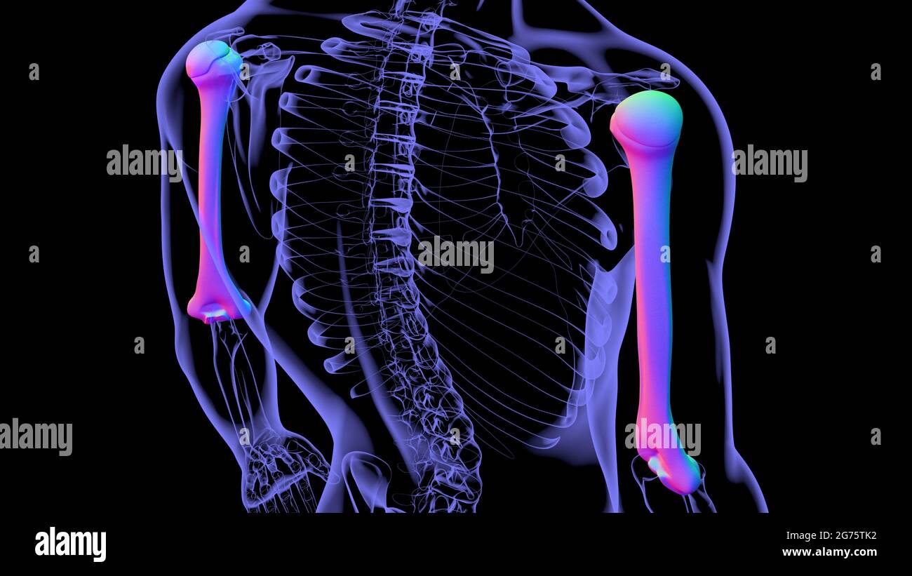 Human skeleton anatomy Humerus Bone 3D Rendering For Medical Concept ...