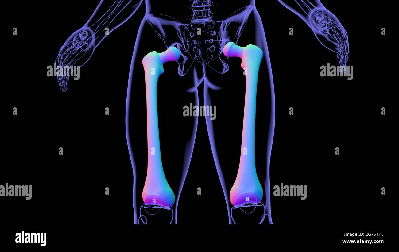 Human skeleton anatomy Femur Bone 3D Rendering For Medical Concept ...
