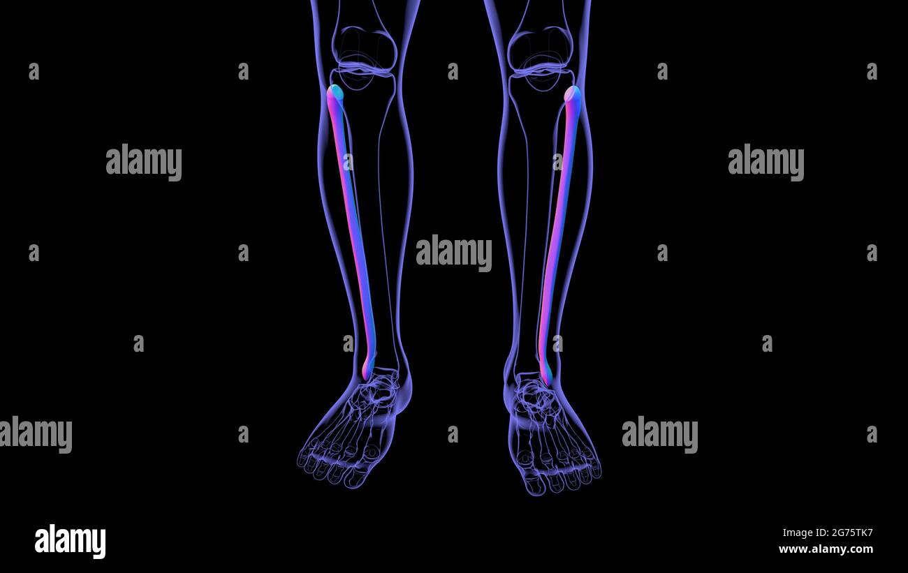 Human skeleton anatomy Fibula Bone 3D Rendering For Medical Concept ...