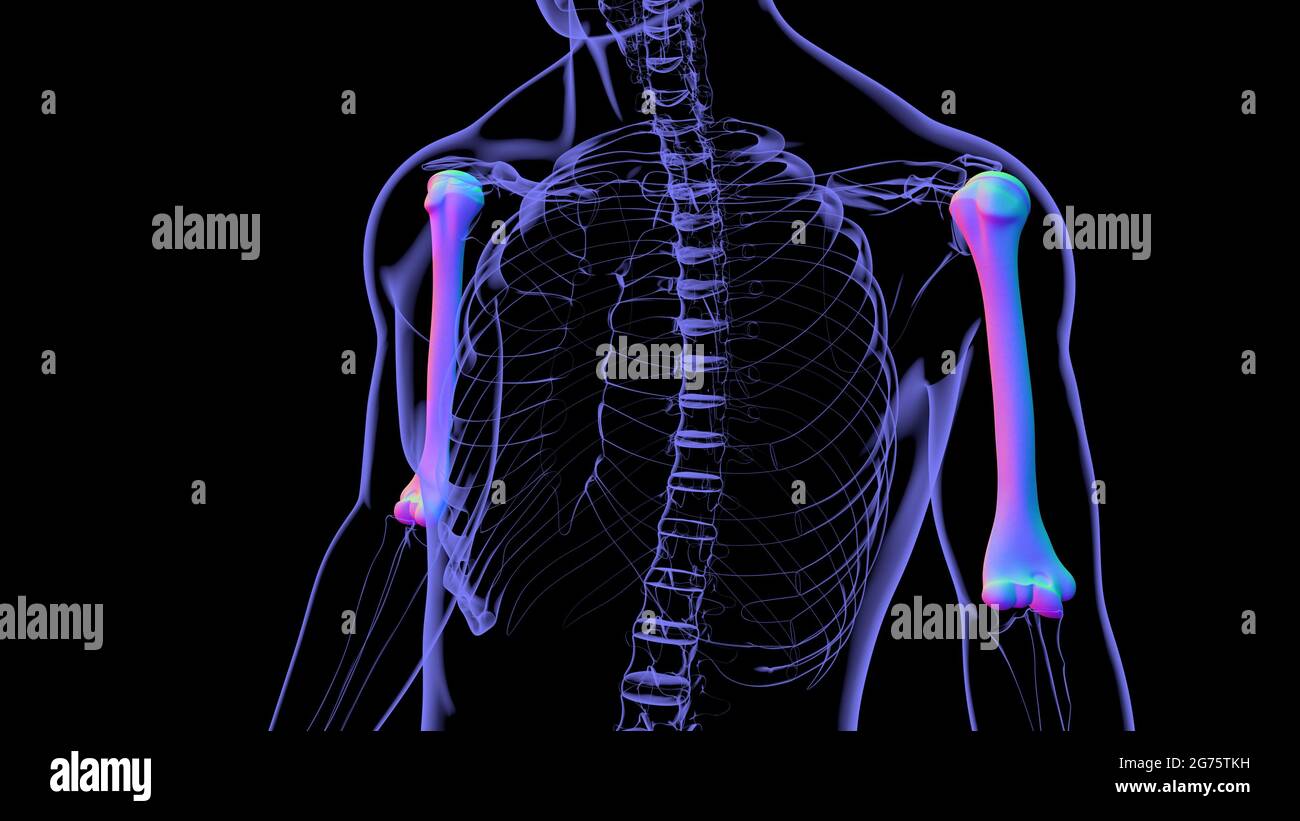 Human skeleton anatomy Humerus Bone 3D Rendering For Medical Concept ...
