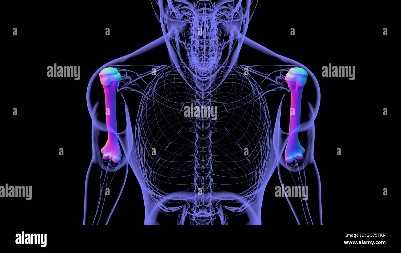 Human skeleton anatomy Humerus Bone 3D Rendering For Medical Concept ...
