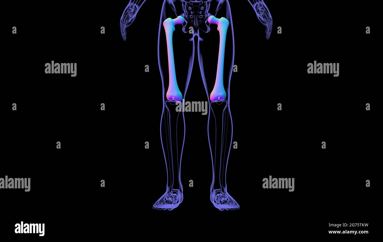 Human skeleton anatomy Femur Bone 3D Rendering For Medical Concept ...