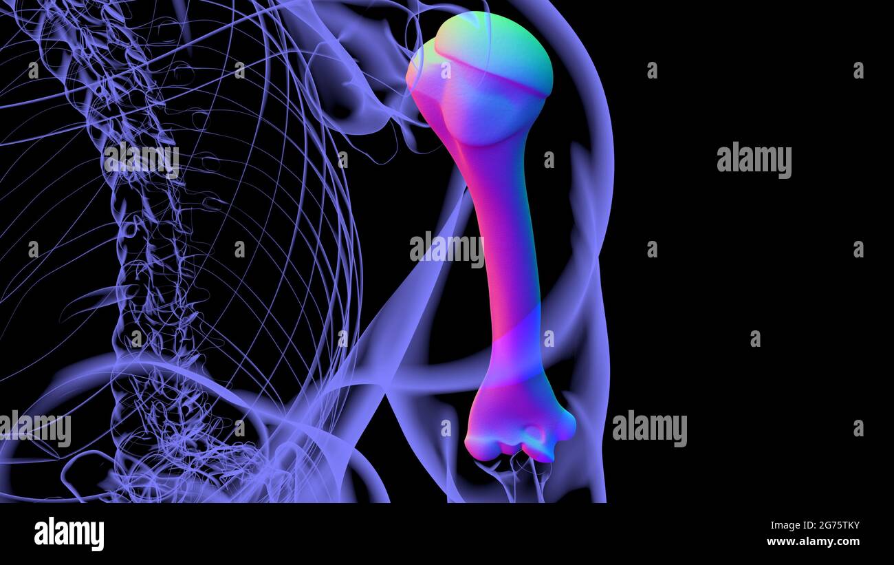 Human skeleton anatomy Humerus Bone 3D Rendering For Medical Concept ...