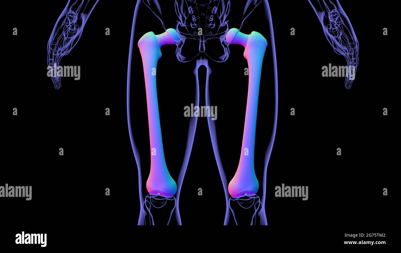 Human Femur Bone High Resolution Stock Photography and Images - Alamy